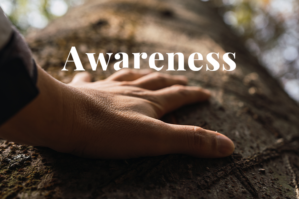 Sustainable logging: a key contributor to carbon reduction